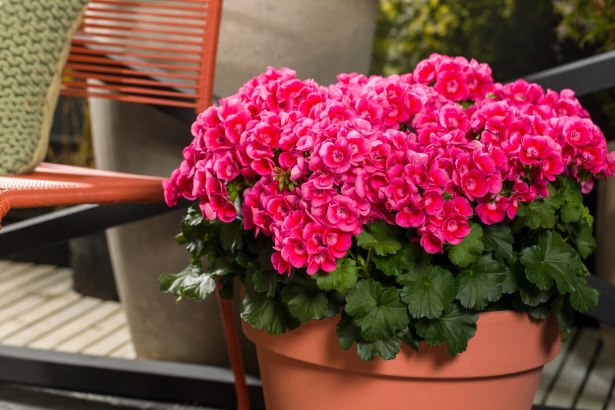 Pelargonie z oferty firmy Syngenta Flowers - co poleca Bartłomiej ...